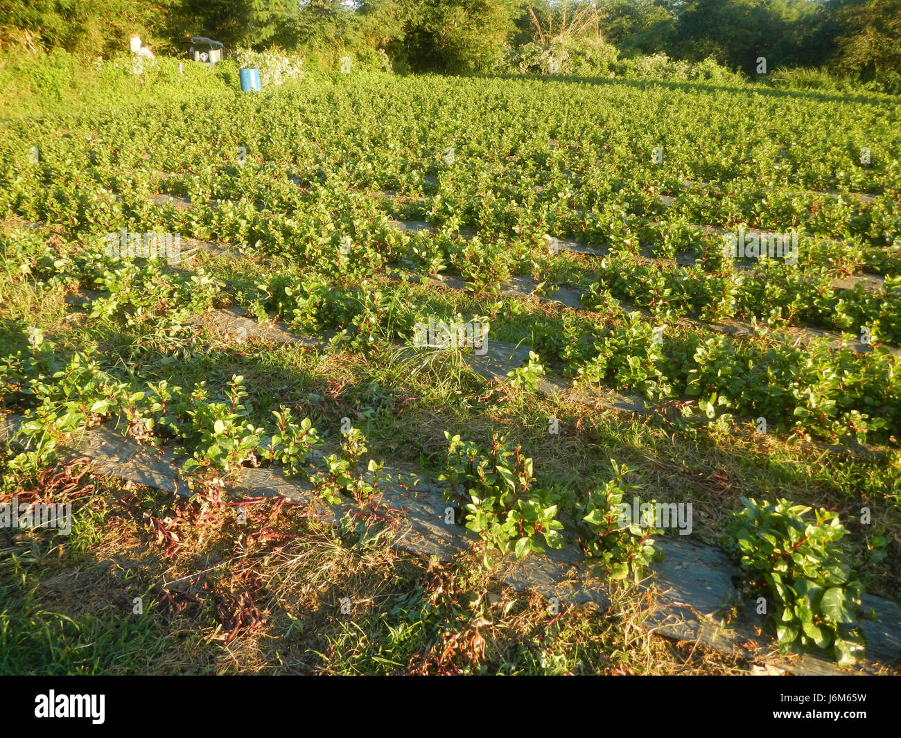 0768 Alugbati Basella alba plantations San Rafael Bulacan Philippines ...