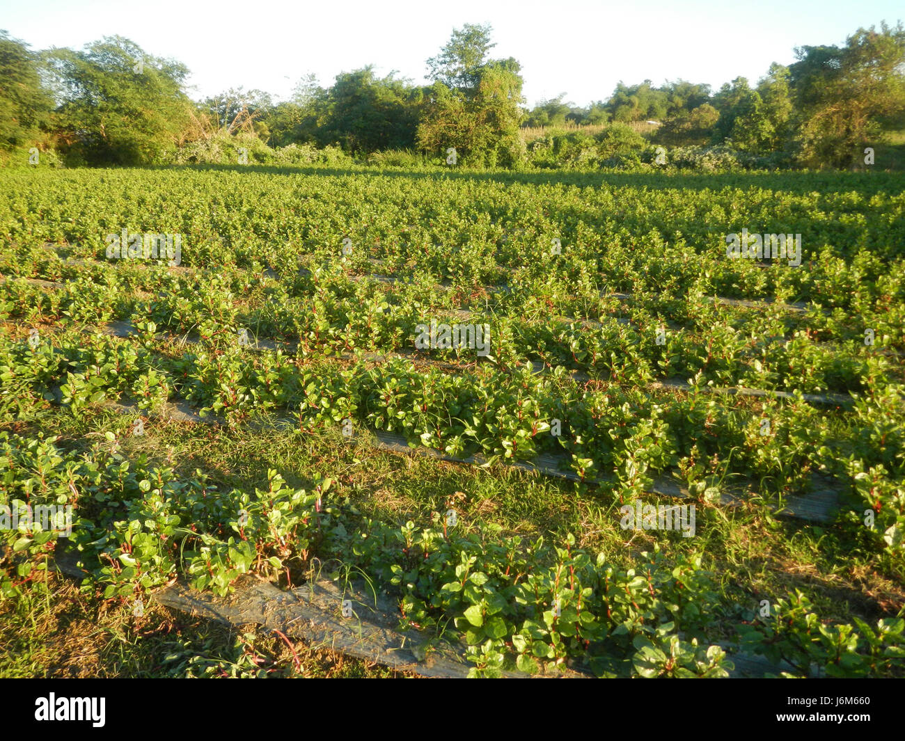 Alugbati, or *Basella alba*, is a climbing plant cultivated for its ...
