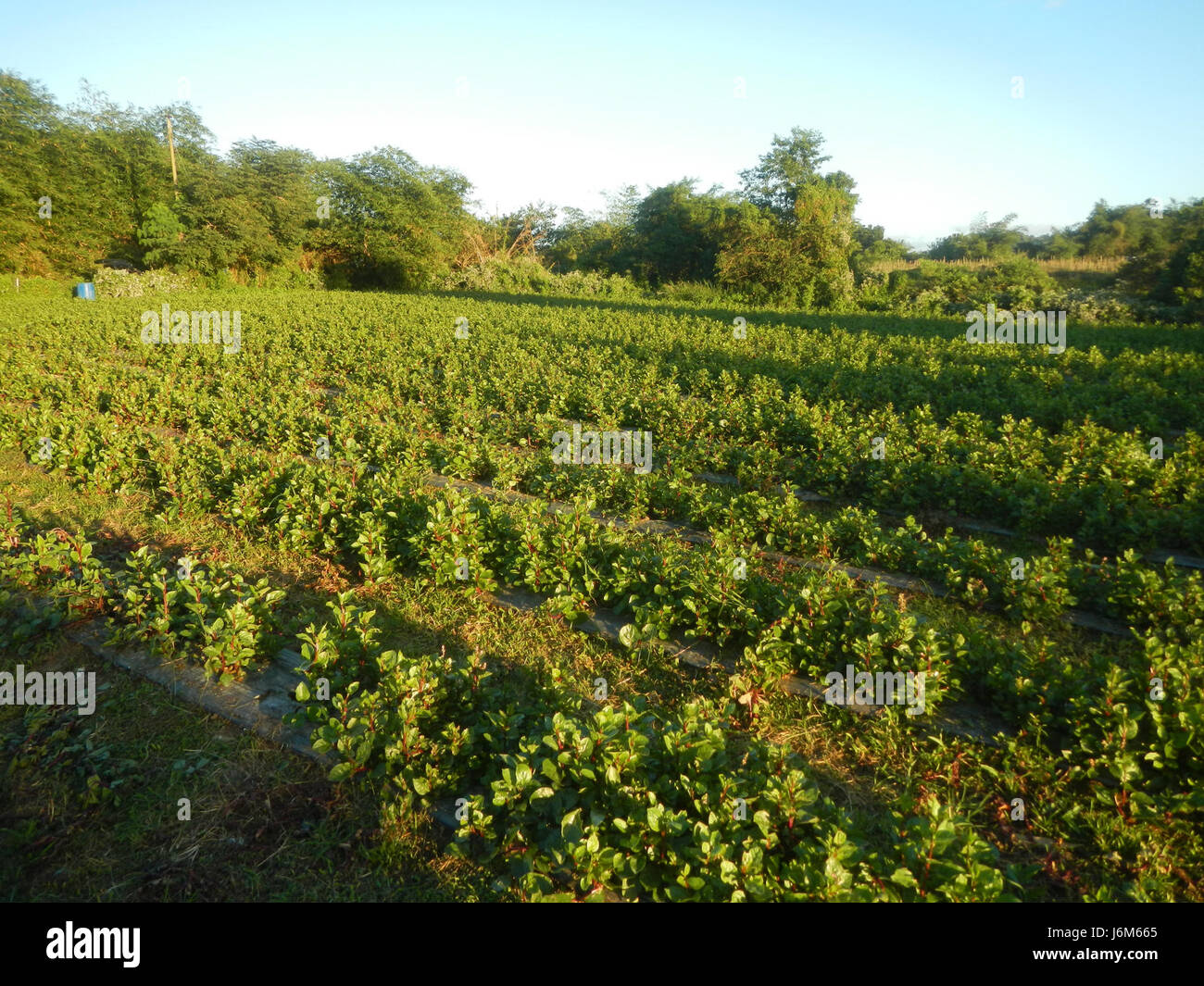 The Alugbati (Basella alba) plantations in San Rafael, Bulacan ...