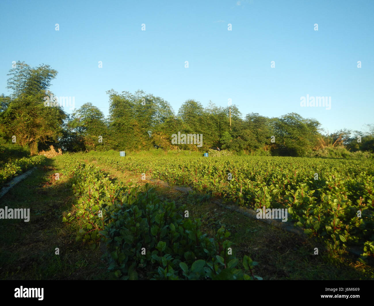 0768 Alugbati Basella alba plantations San Rafael Bulacan Philippines ...