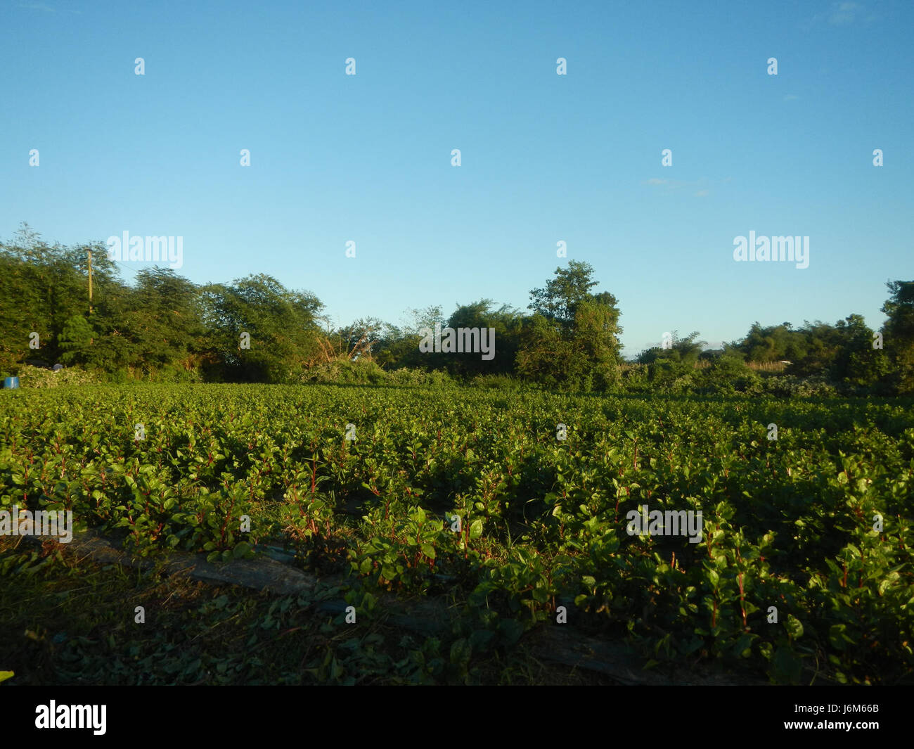 An image showing Alugbati (Basella alba) plantations in San Rafael ...