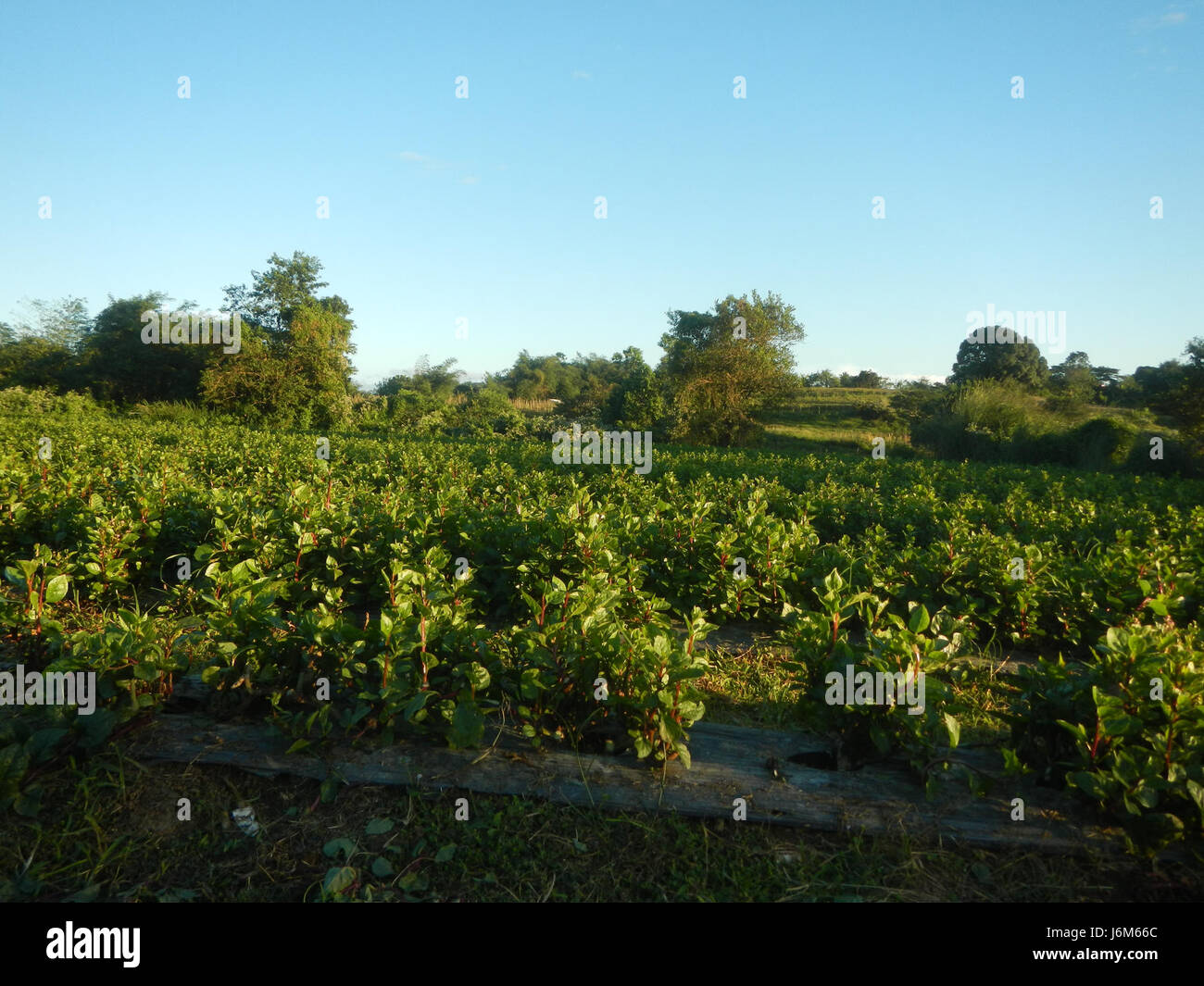 Alugbati (Basella alba) is a fast-growing vine cultivated in San Rafael ...