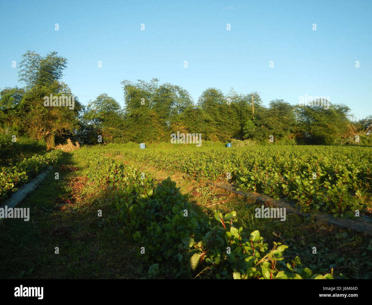 0768 Alugbati Basella alba plantations San Rafael Bulacan Philippines ...