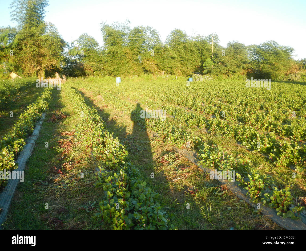 1973 local farm grown produce hi-res stock photography and images - Alamy
