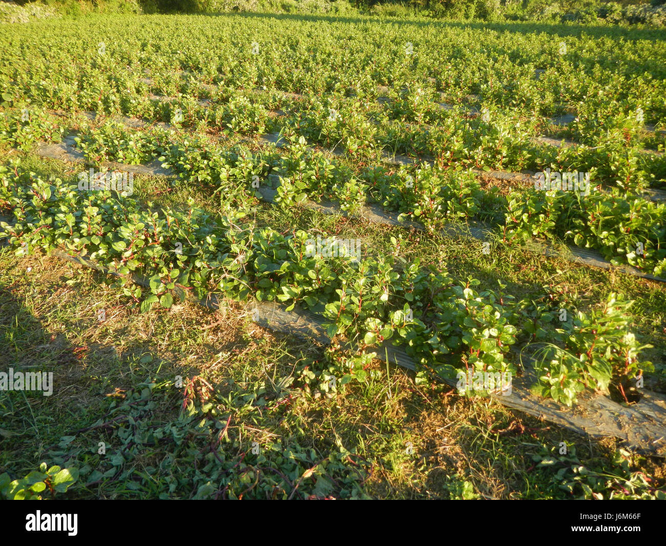 0793 Alugbati Basella alba plantations San Rafael Bulacan Philippines ...