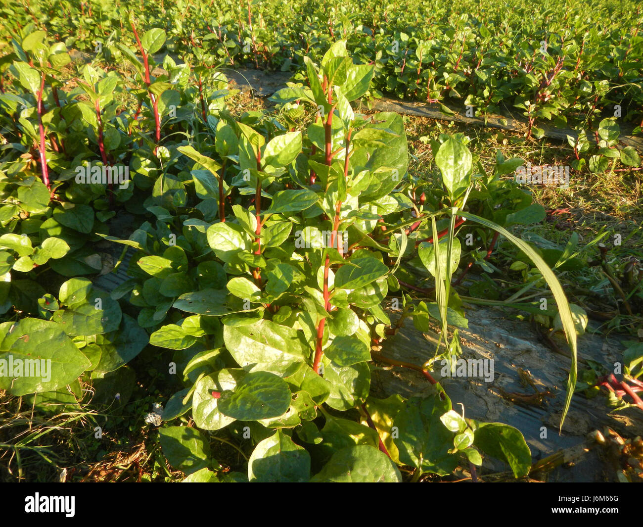0793 Alugbati Basella alba plantations San Rafael Bulacan Philippines ...