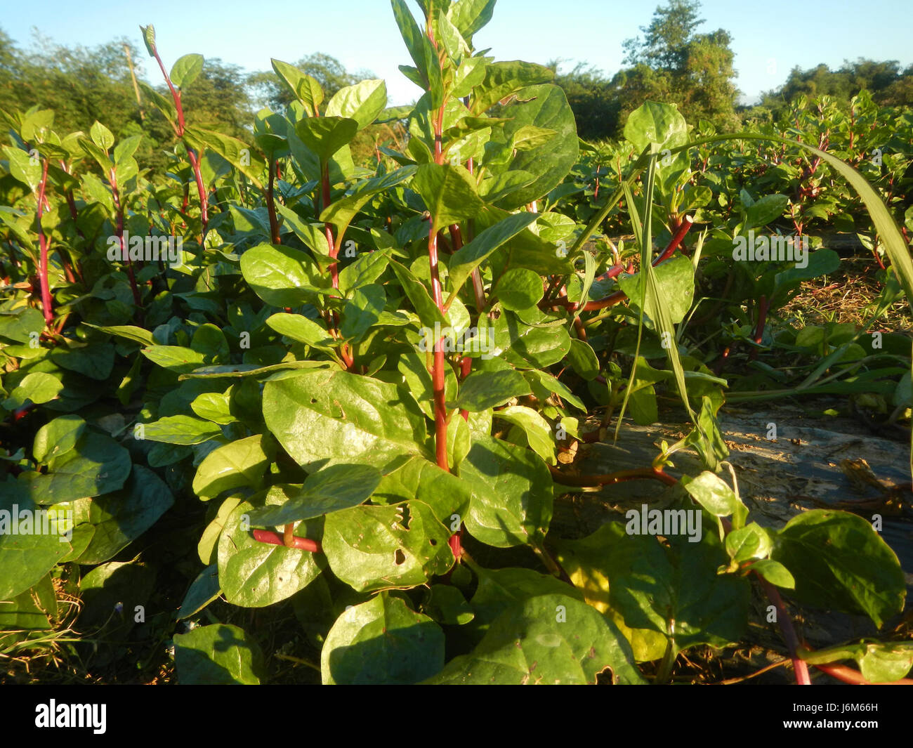 This image showcases a plantation of Alugbati (Basella alba) in San ...