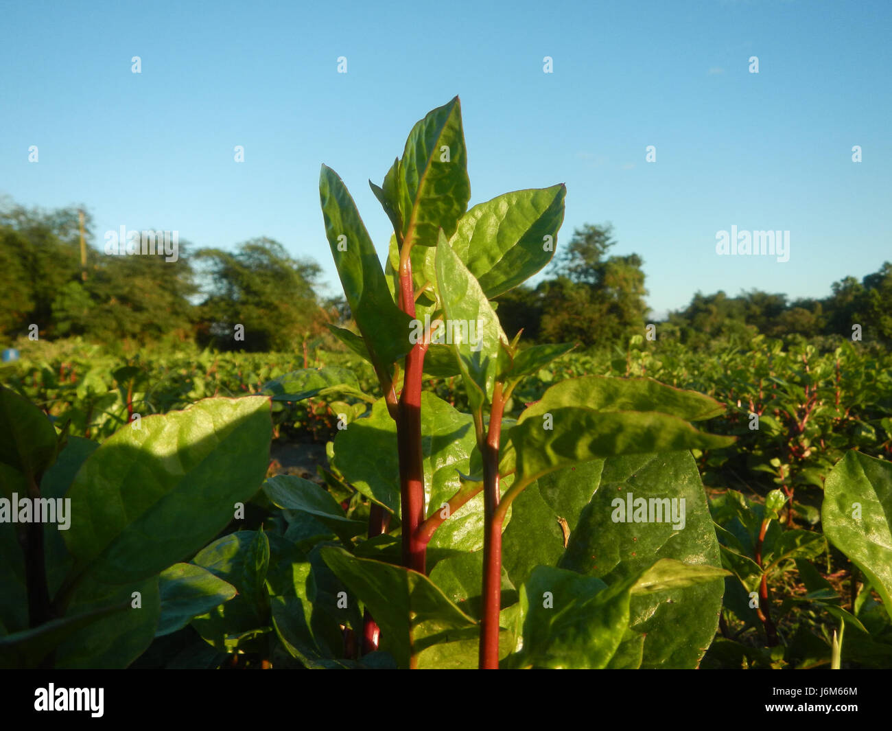 0793 Alugbati Basella alba plantations San Rafael Bulacan Philippines ...