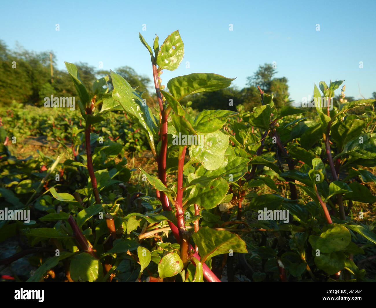 0793 Alugbati Basella alba plantations San Rafael Bulacan Philippines ...