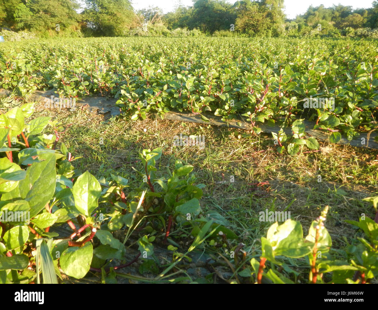 Alugbati (Basella alba) is commonly cultivated in the Philippines ...