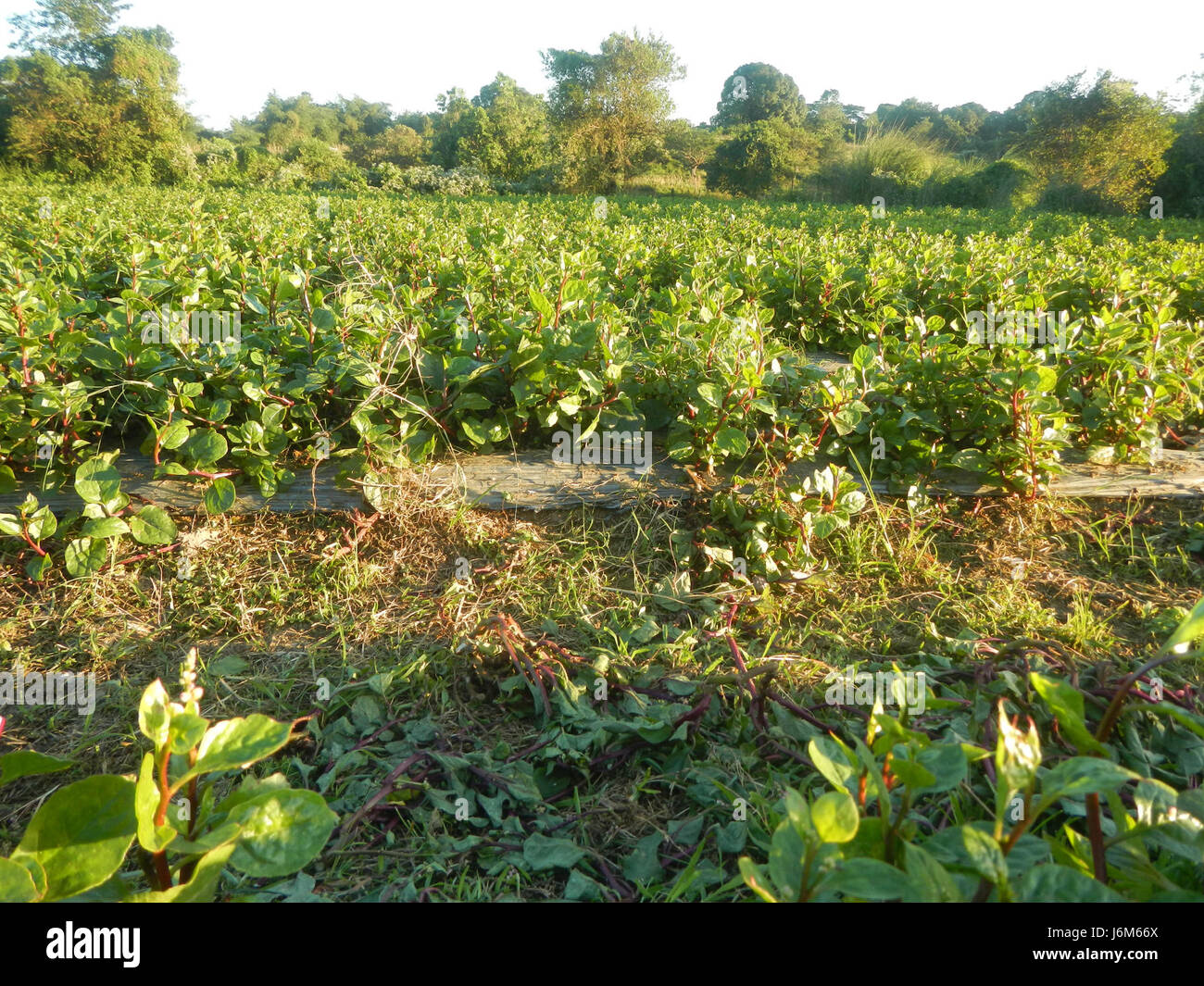 0793 Alugbati Basella alba plantations San Rafael Bulacan Philippines ...