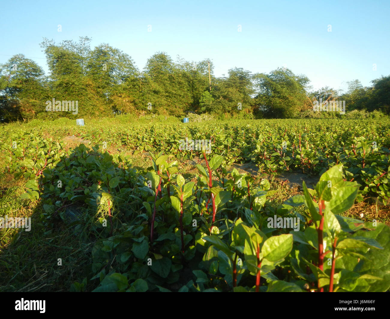 0793 Alugbati Basella alba plantations San Rafael Bulacan Philippines ...