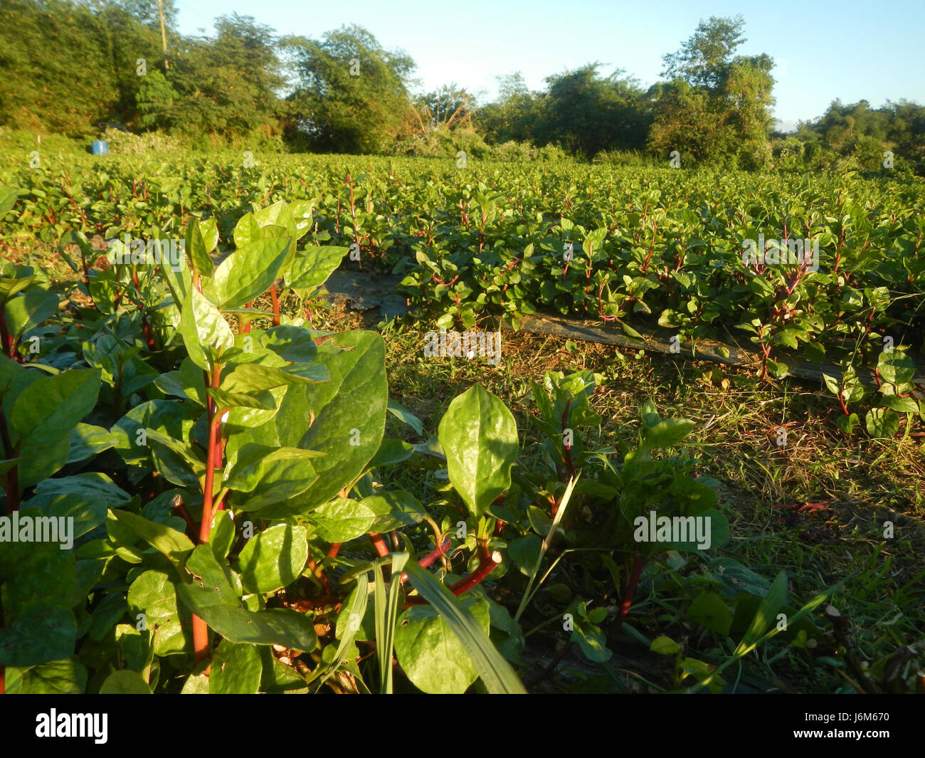 The Alugbati (Basella alba) plantations in San Rafael, Bulacan ...