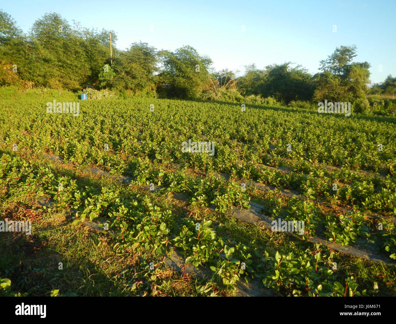 0793 Alugbati Basella alba plantations San Rafael Bulacan Philippines ...