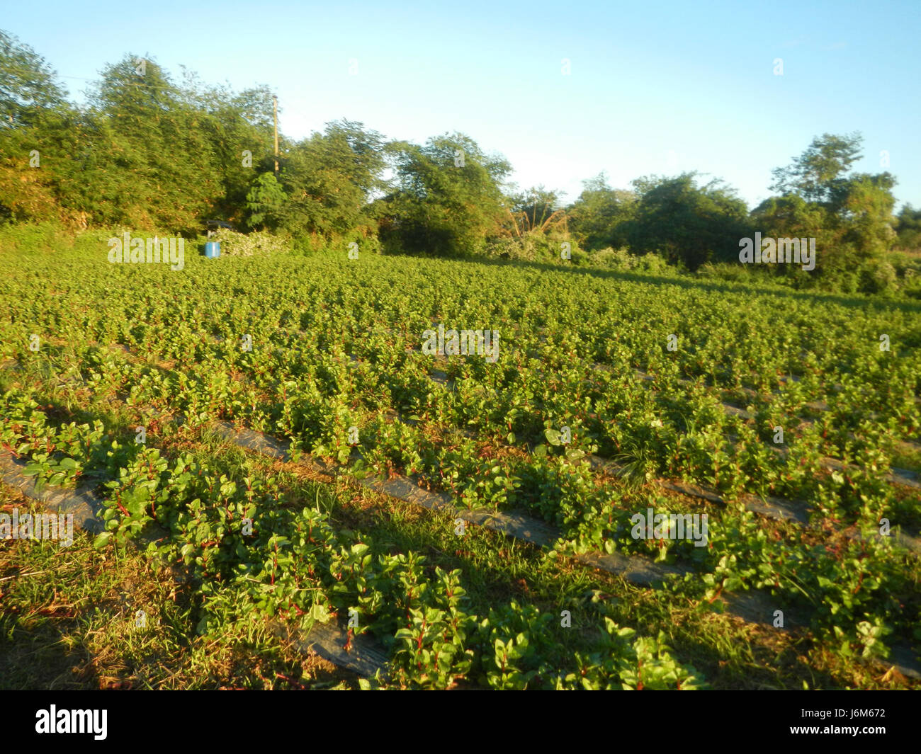 This image shows Alugbati (Basella alba) plantations in San Rafael ...