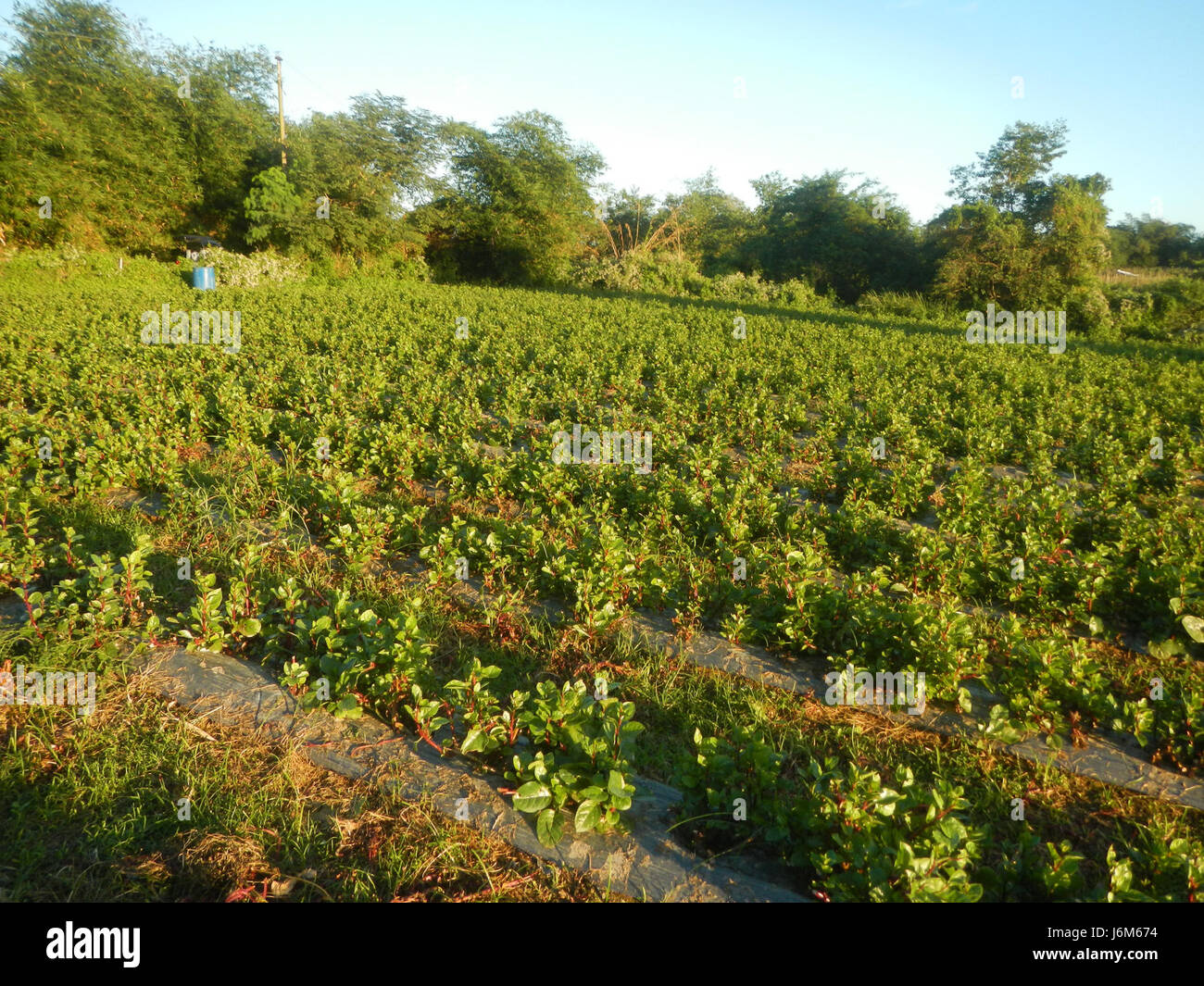 Alugbati (Basella alba), commonly known as Malabar spinach, is a ...