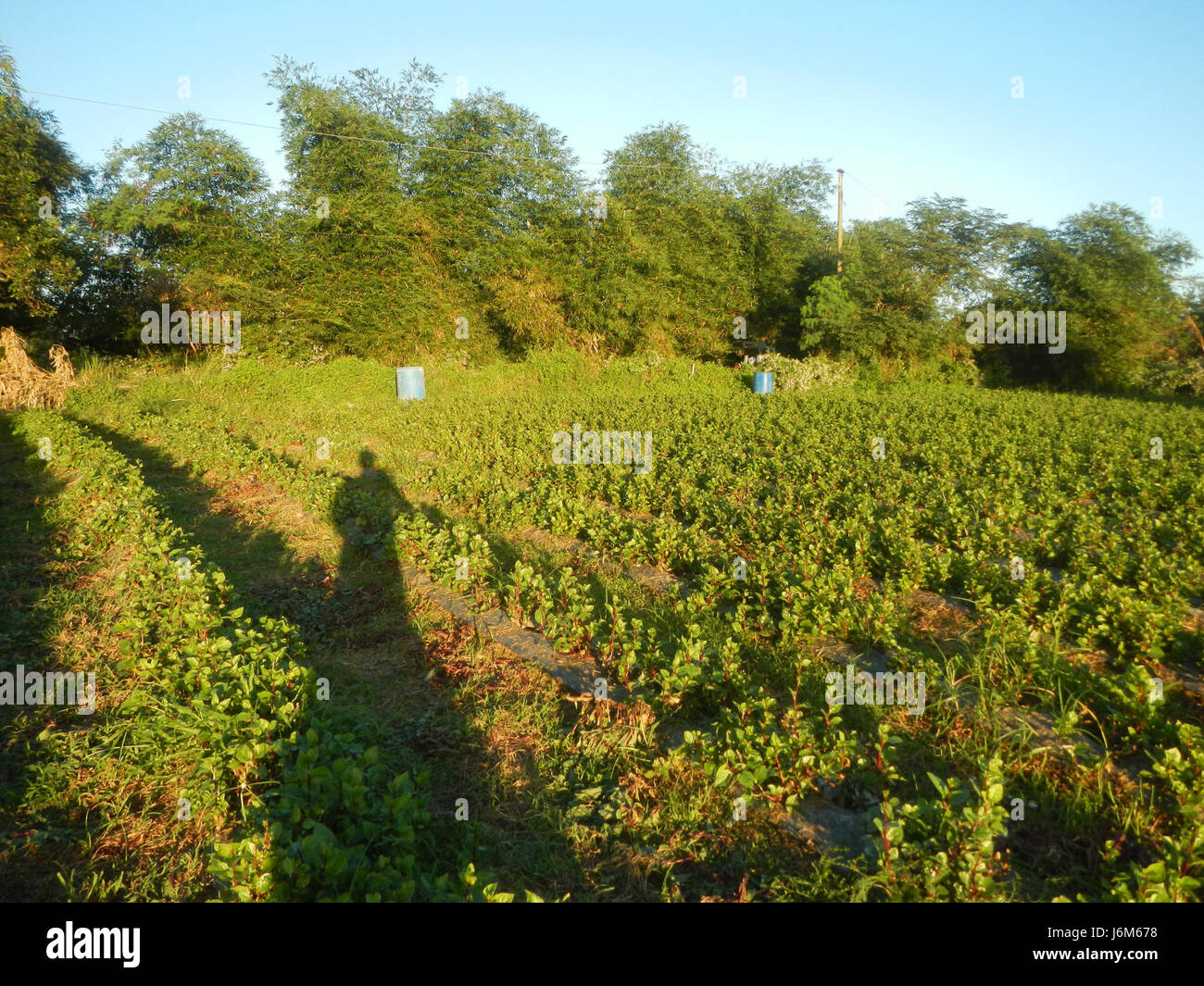 This image shows Alugbati (Basella alba) plantations in San Rafael ...