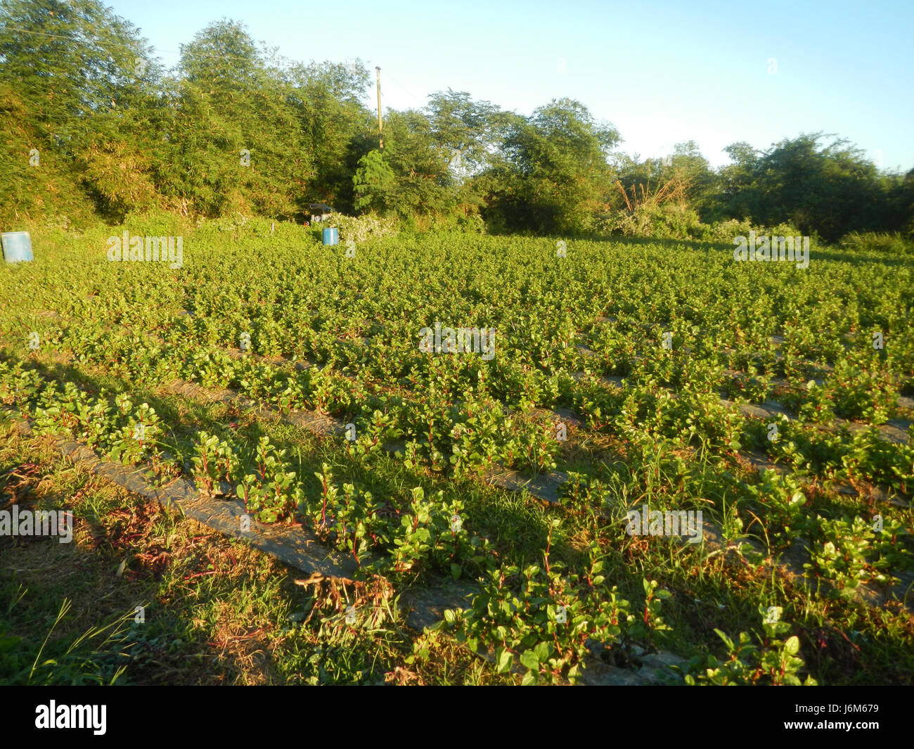 0793 Alugbati Basella alba plantations San Rafael Bulacan Philippines ...