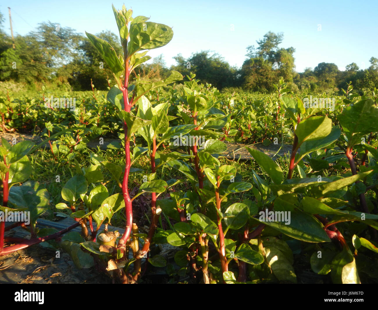 Alugbati (Basella alba) is a leafy green plant grown in the Philippines ...