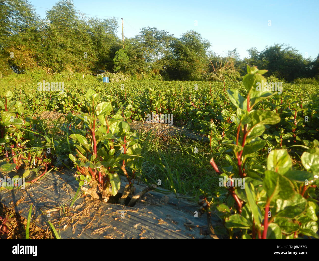 0793 Alugbati Basella alba plantations San Rafael Bulacan Philippines ...