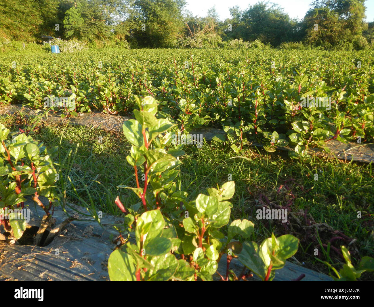 Alugbati (Basella alba) is a tropical plant cultivated in San Rafael ...