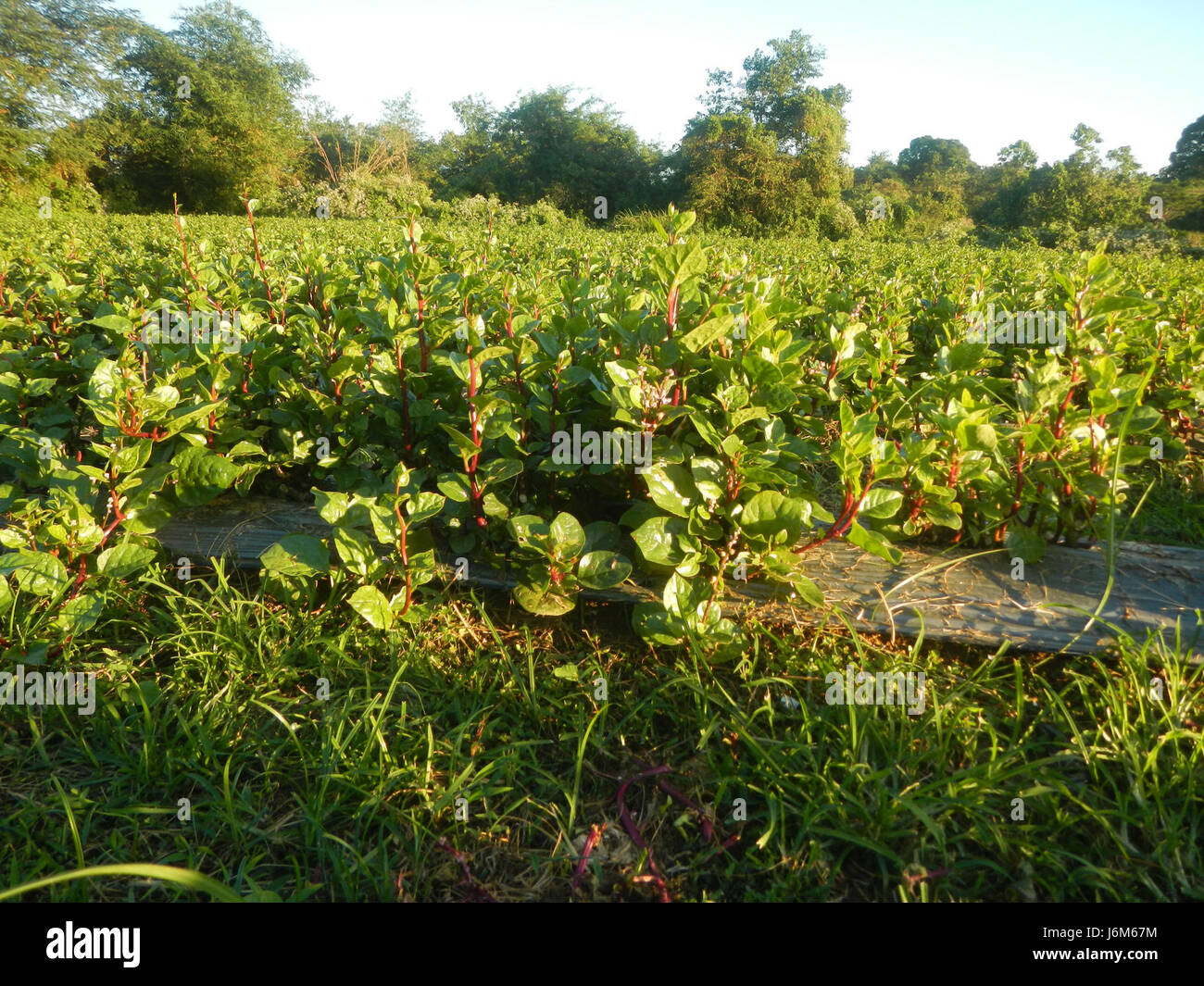 Alugbati, or Basella alba, is a plant commonly grown in San Rafael ...
