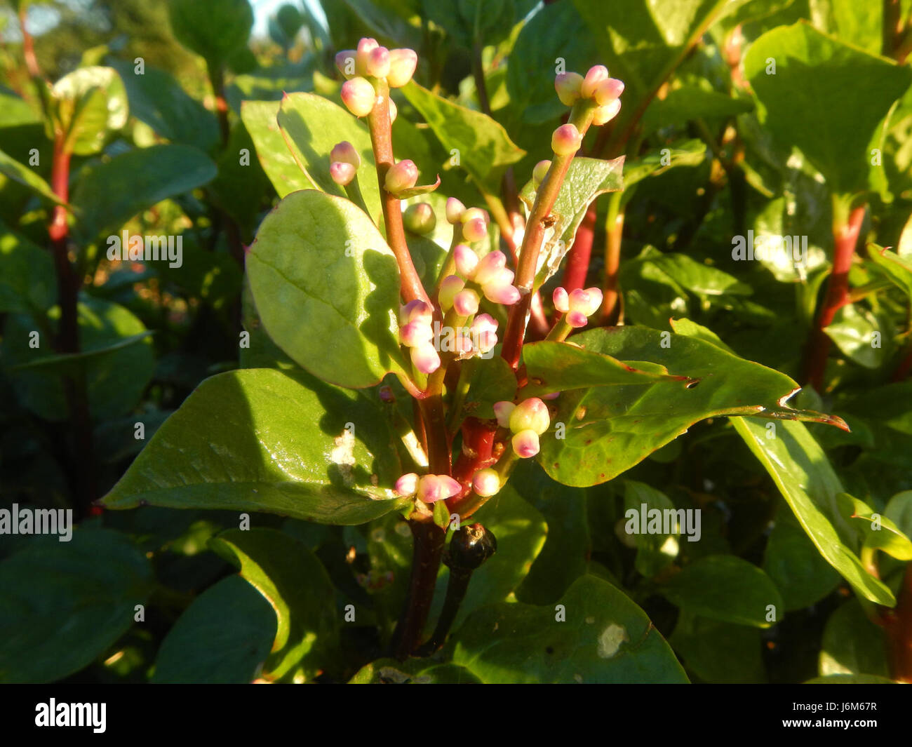 0821 Alugbati Basella alba plantations San Rafael Bulacan Philippines ...
