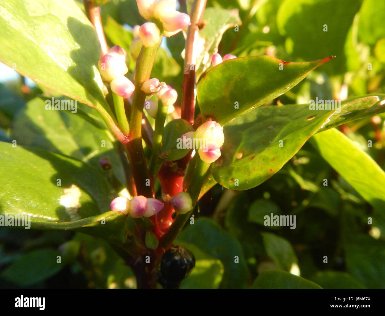 Alugbati (Basella alba) is a vine plant widely cultivated in the ...