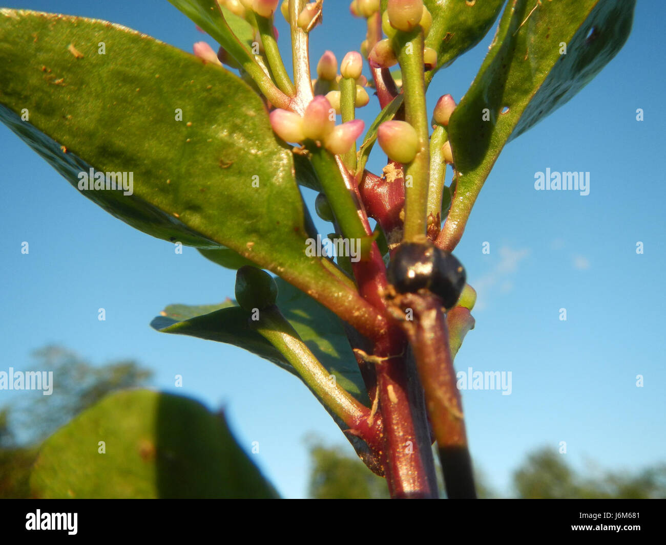 0821 Alugbati Basella alba plantations San Rafael Bulacan Philippines ...