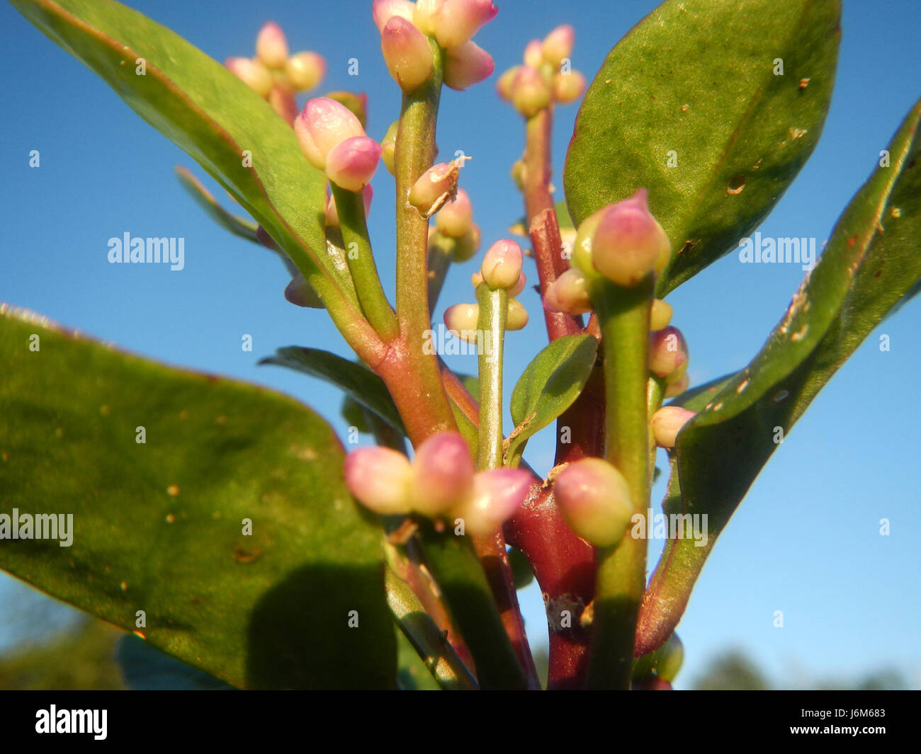 0821 Alugbati Basella alba plantations San Rafael Bulacan Philippines ...