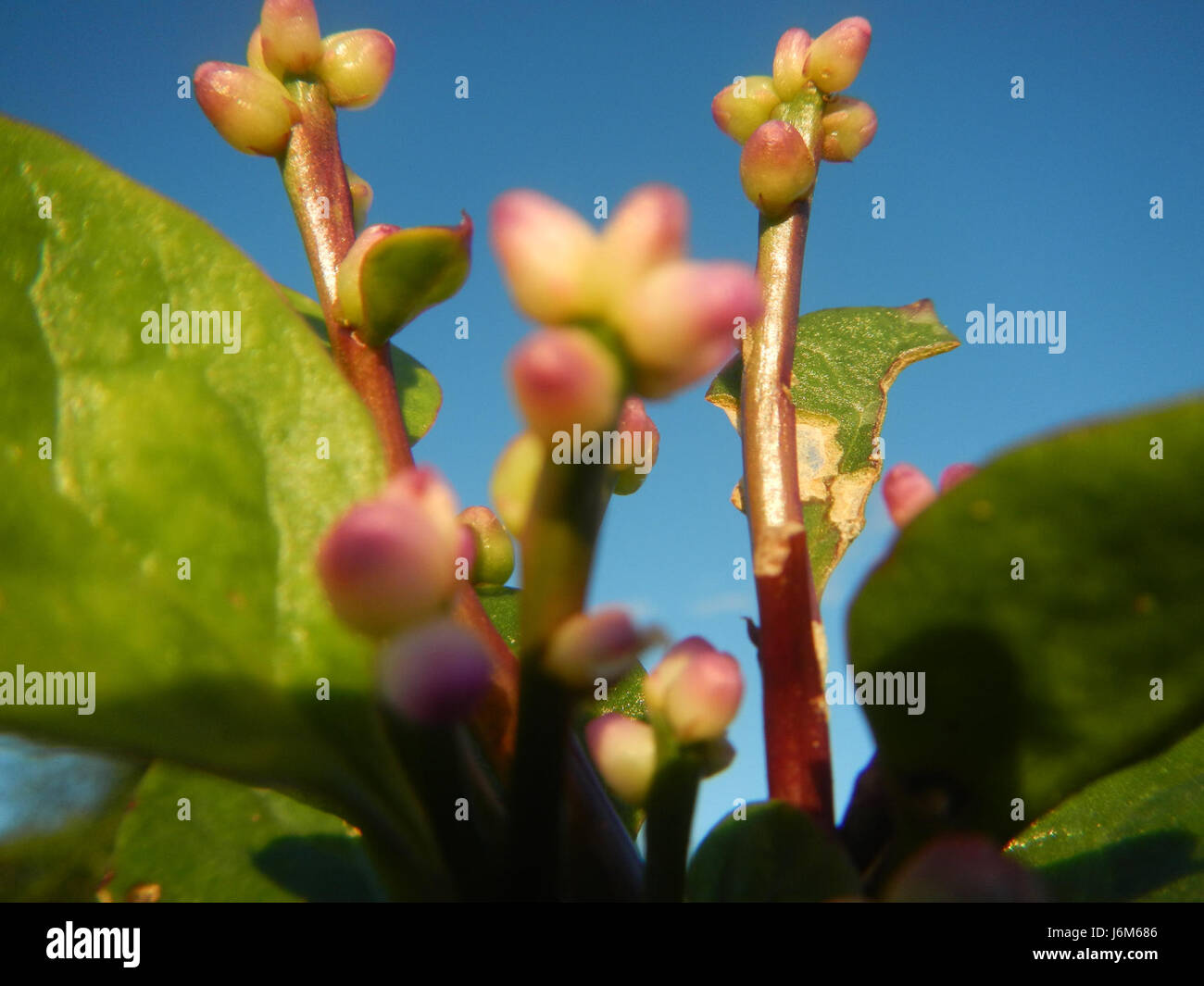 0821 Alugbati Basella alba plantations San Rafael Bulacan Philippines ...