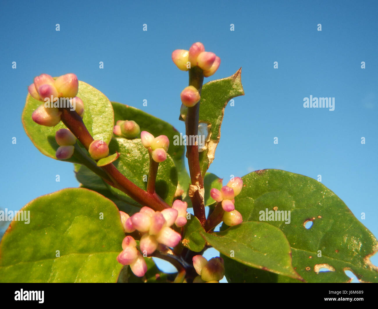 Basella alba, also known as Malabar spinach or Alugbati, is a fast ...