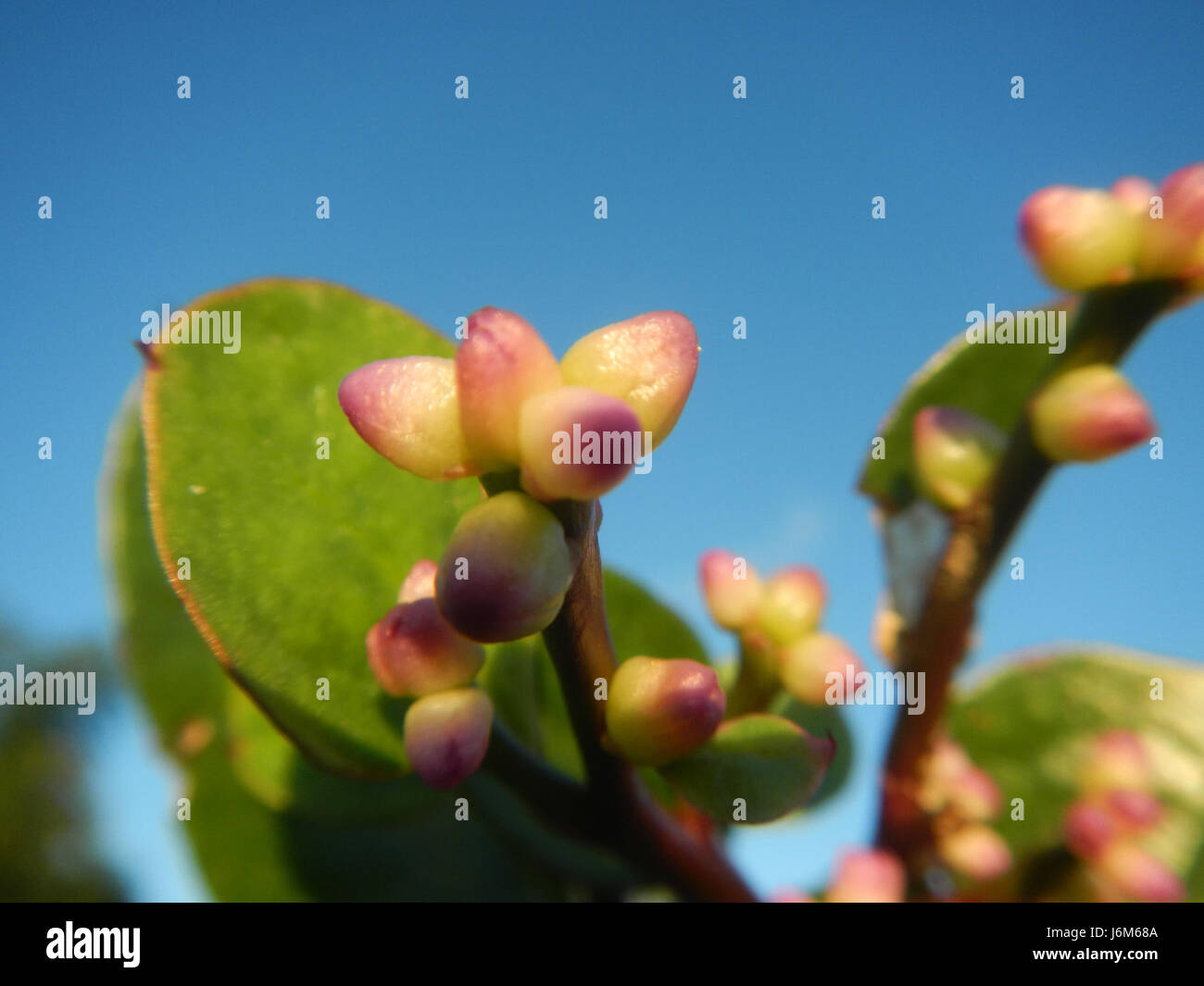 Alugbati, also known as Basella alba, is a vine commonly cultivated in ...