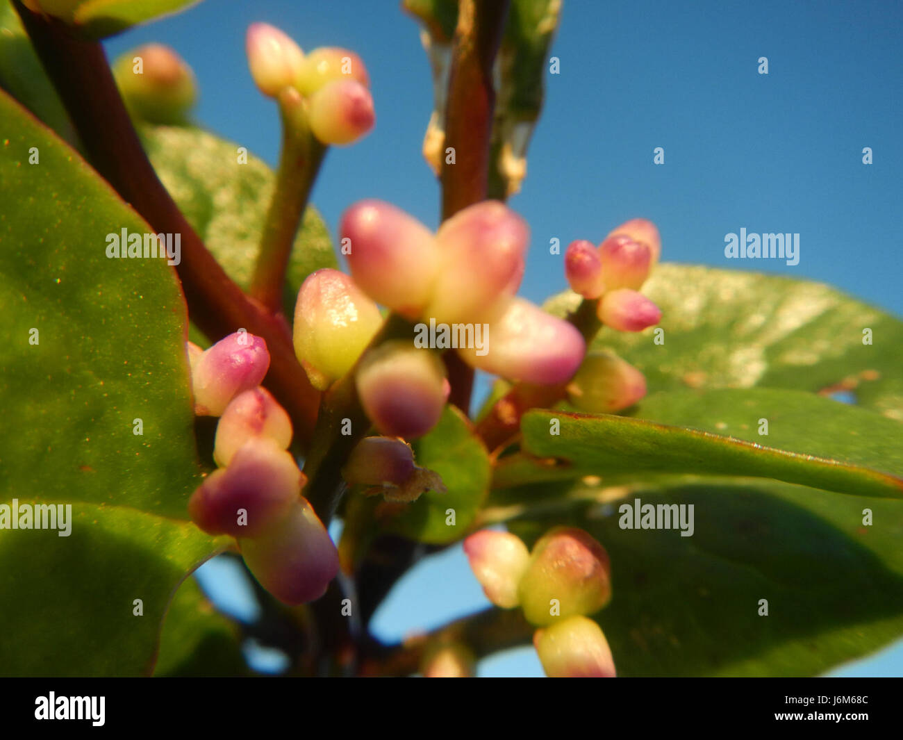 This image shows Alugbati (Basella alba) plantations in San Rafael ...