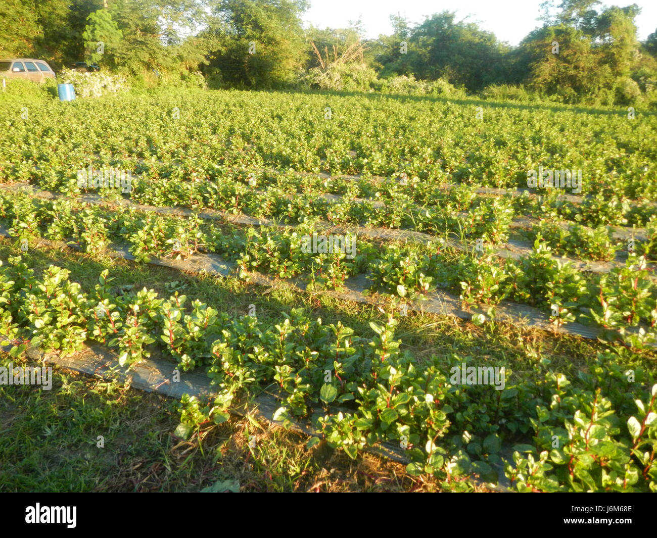 0821 Alugbati Basella alba plantations San Rafael Bulacan Philippines ...