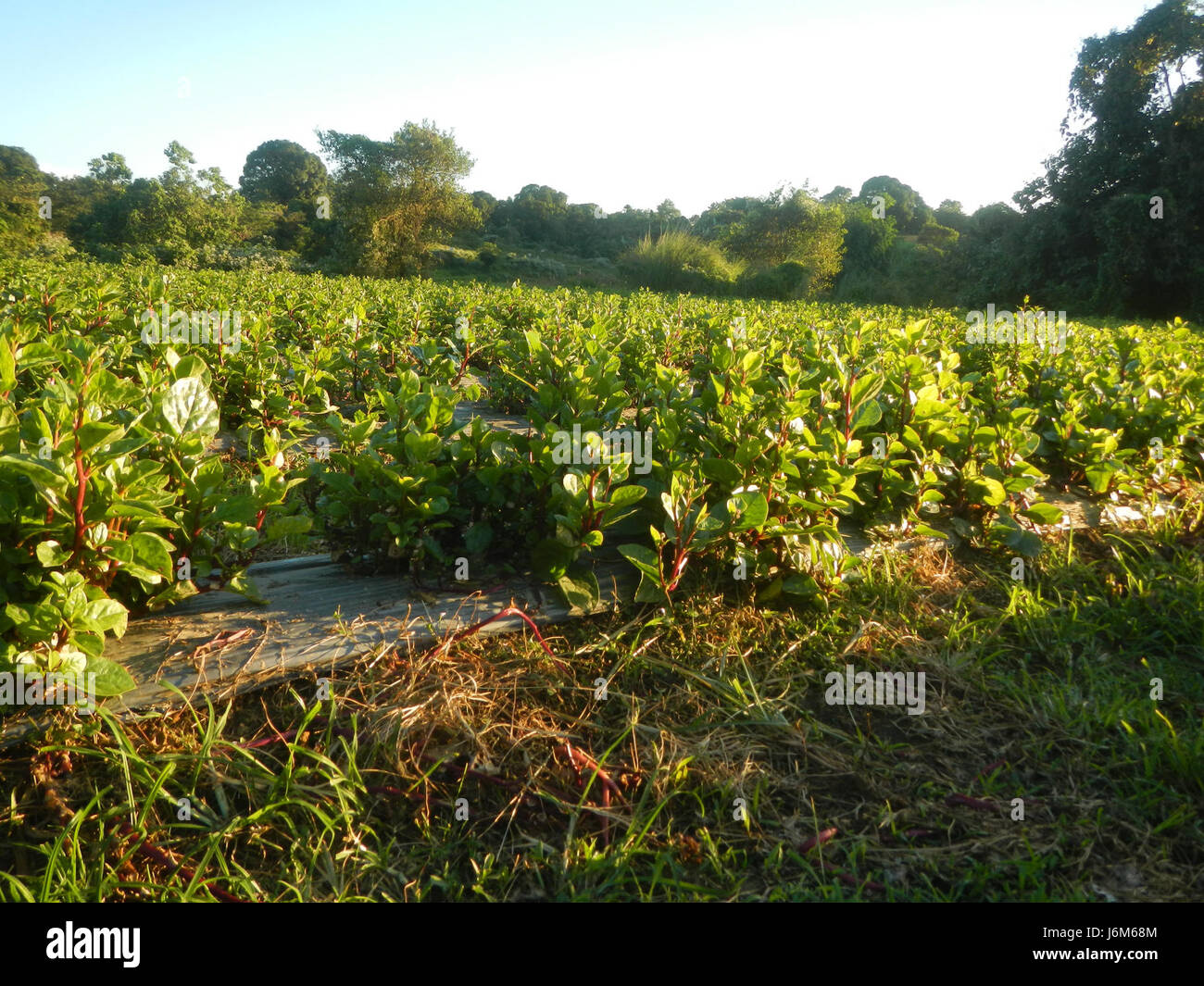 The Alugbati (Basella alba) plantations in San Rafael, Bulacan ...