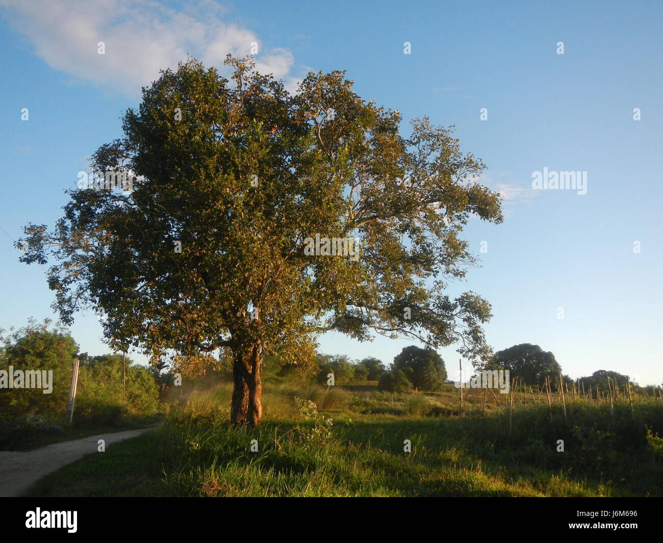 0821 Alugbati Basella alba plantations San Rafael Bulacan Philippines ...