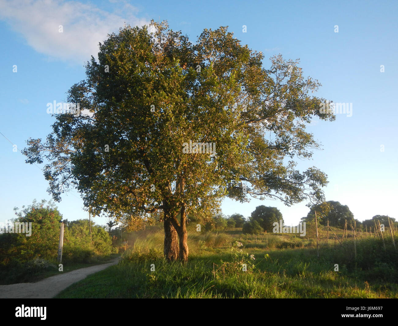 0821 Alugbati Basella alba plantations San Rafael Bulacan Philippines ...