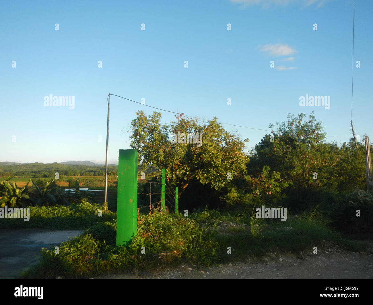 The title refers to the cultivation of Alugbati (Basella alba) in San ...