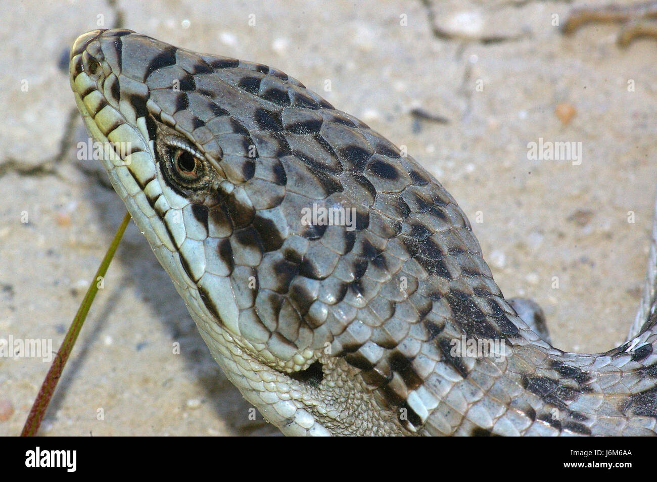 The Alligator Lizard, scientifically known as Elegaria multicarinata ...
