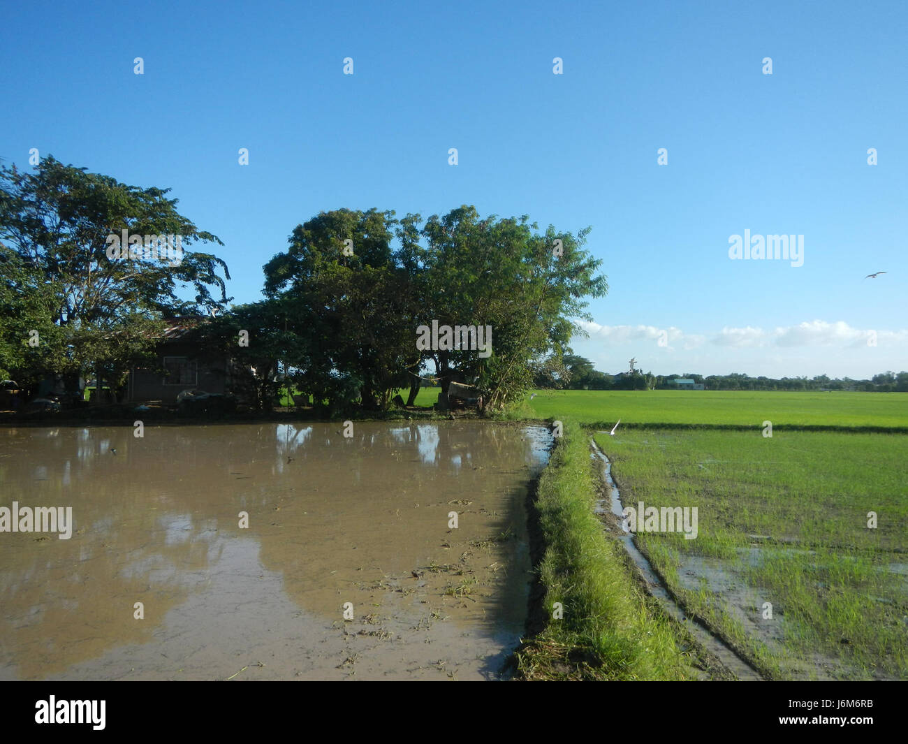 08998 Balucuc Apalit Pampanga paddy fields grasslands trees irrigation ...