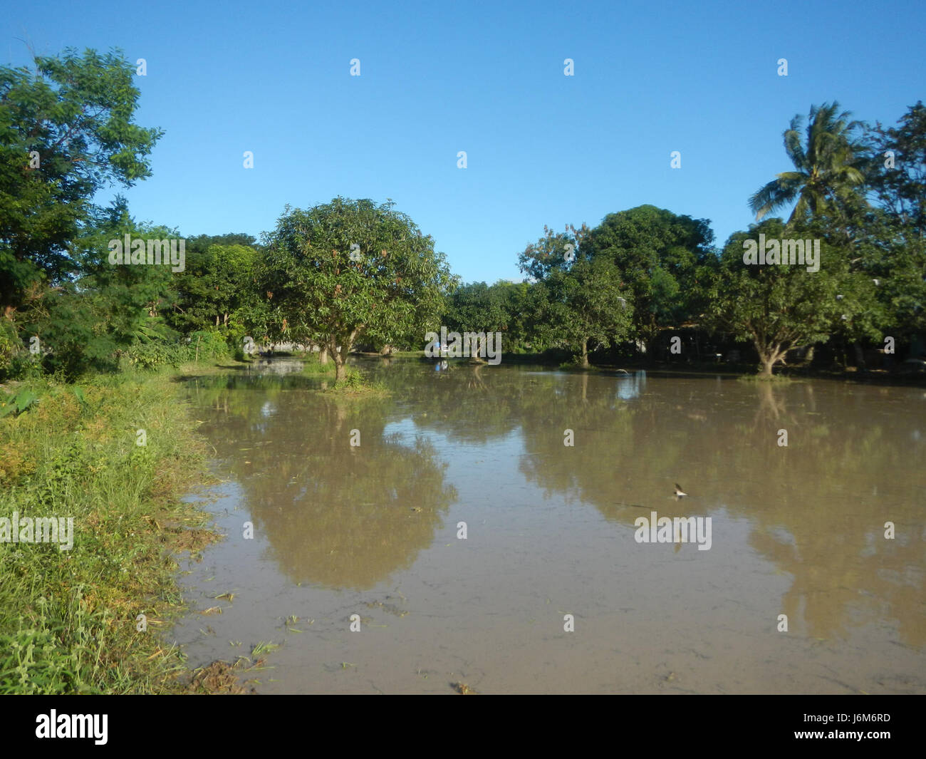 08998 Balucuc Apalit Pampanga paddy fields grasslands trees irrigation ...