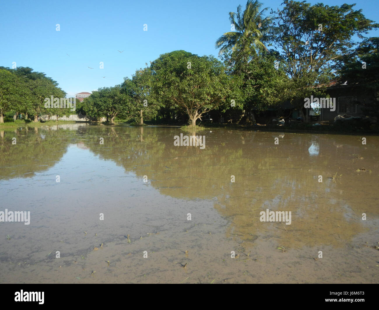 08998 Balucuc Apalit Pampanga paddy fields grasslands trees irrigation ...