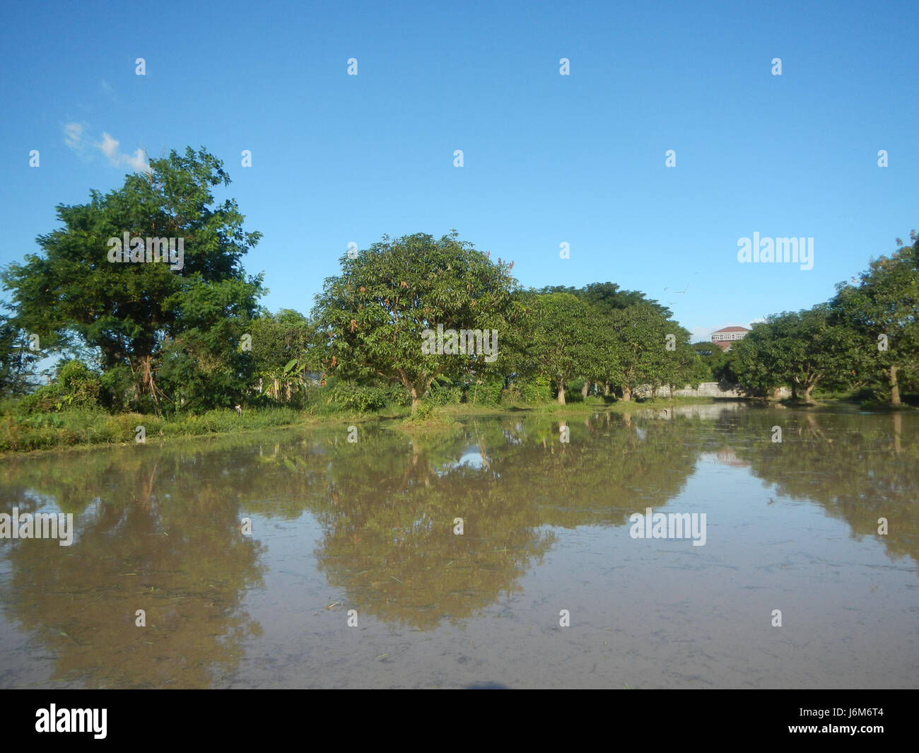 08998 Balucuc Apalit Pampanga paddy fields grasslands trees irrigation ...