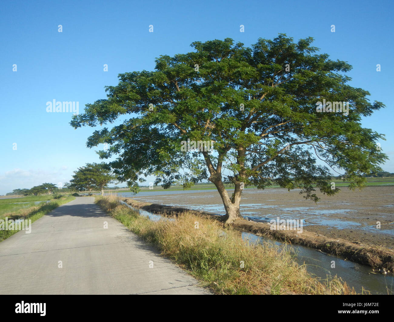 09150 Balucuc Apalit Pampanga paddy fields grasslands trees Roads 26 ...