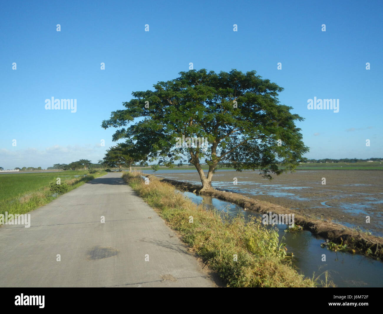 The image captures the paddy fields, grasslands, and trees in Balucuc ...