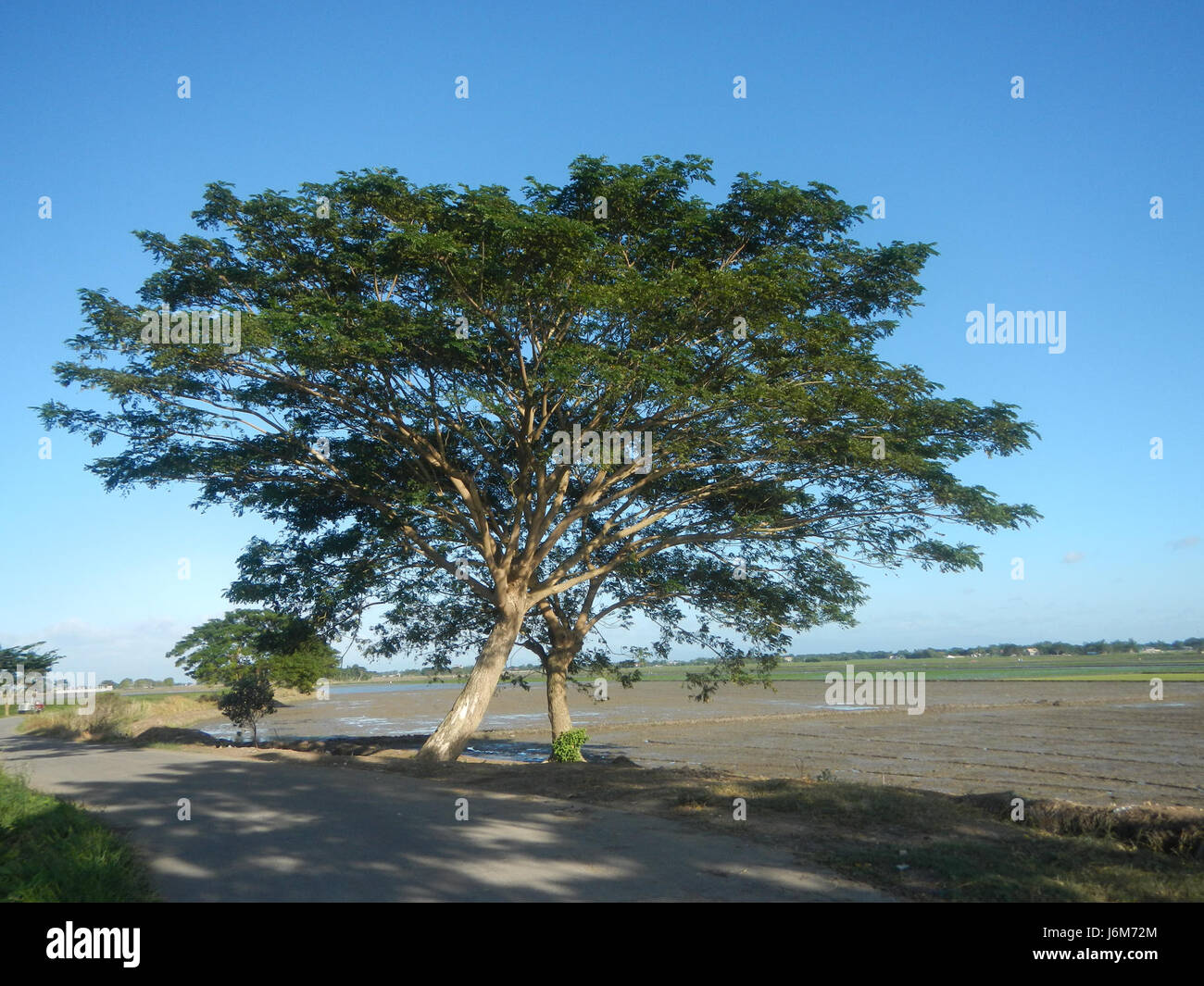 The image of Balucuc, Apalit, Pampanga, captures a serene view of paddy ...