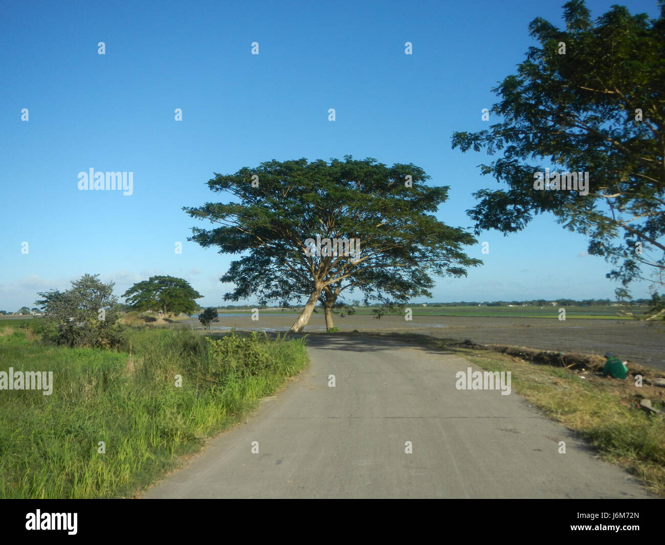 09178 Balucuc Apalit Pampanga paddy fields grasslands trees Roads 06 ...