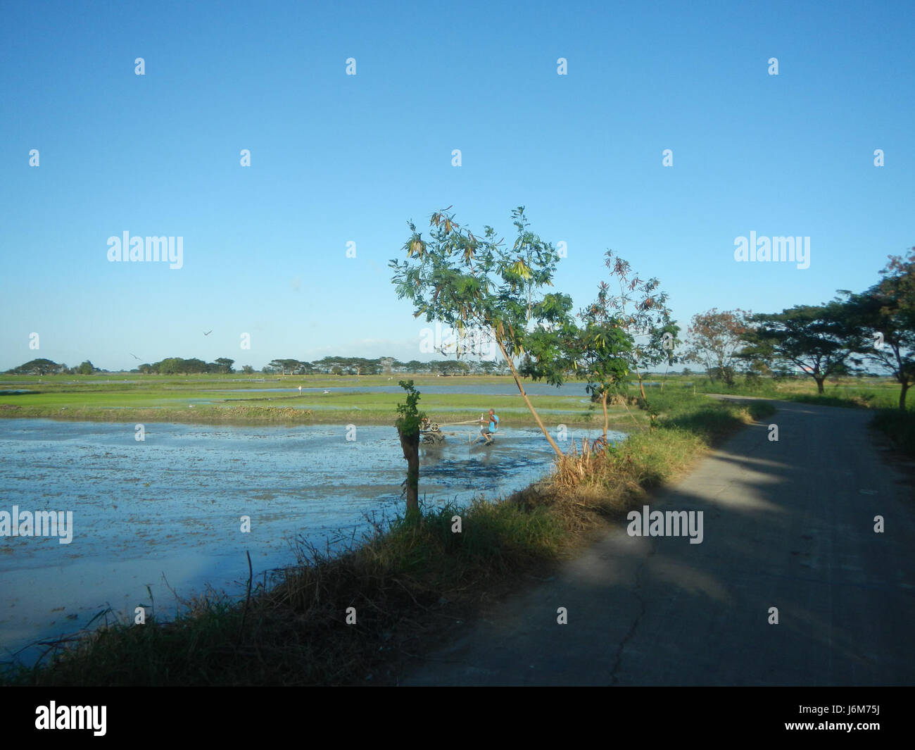 09263 Cansinala, Apalit, Pampanga paddy fields, grasslands, trees ...