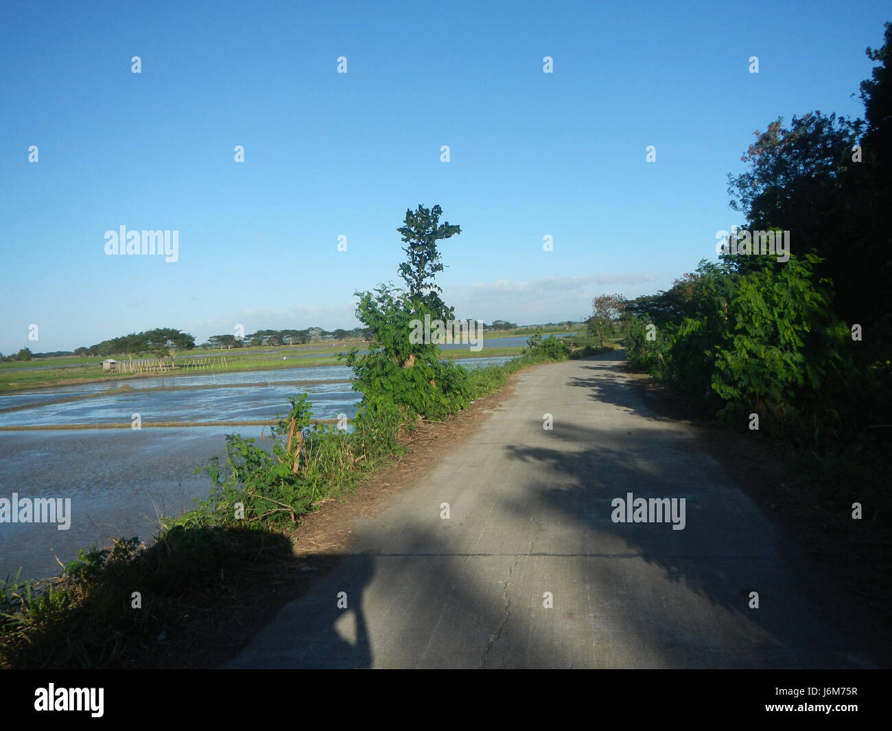 09263 Cansinala, Apalit, Pampanga paddy fields, grasslands, trees ...